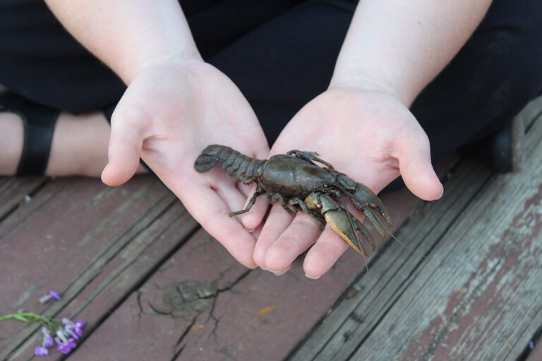 Crayfish vs Crawfish: Where Do Crayfish Live? - Countryside